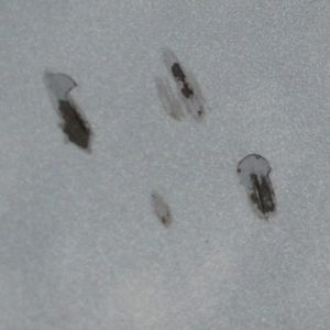 Surface Damage Field Guide – How To Auto Detail